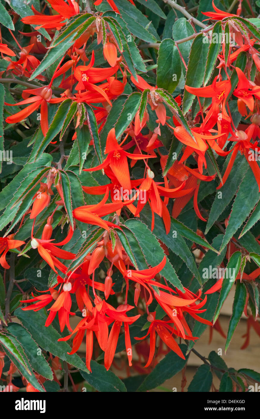 Begonia million kisses hi-res stock photography and images - Alamy