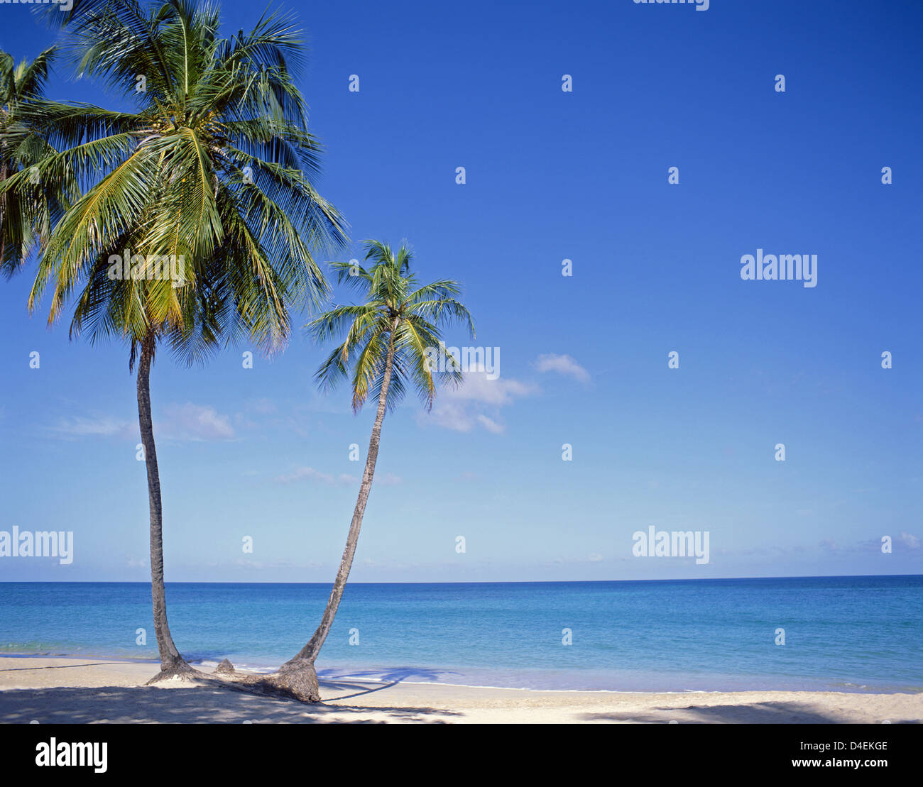 Palm tree on tropical beach, Grand Anse Bay, Grenada, Lesser Antilles ...