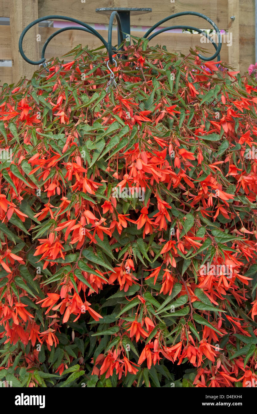 Begonia Million Kisses 'Romance' Stock Photo - Alamy