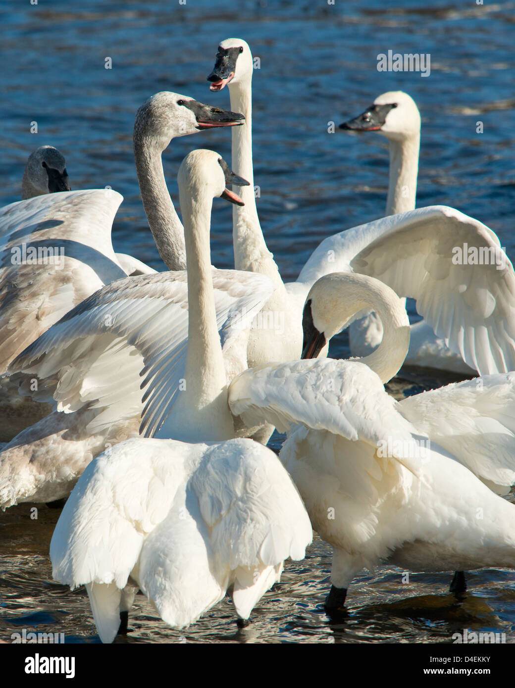 Flock of swans landing hi-res stock photography and images - Alamy