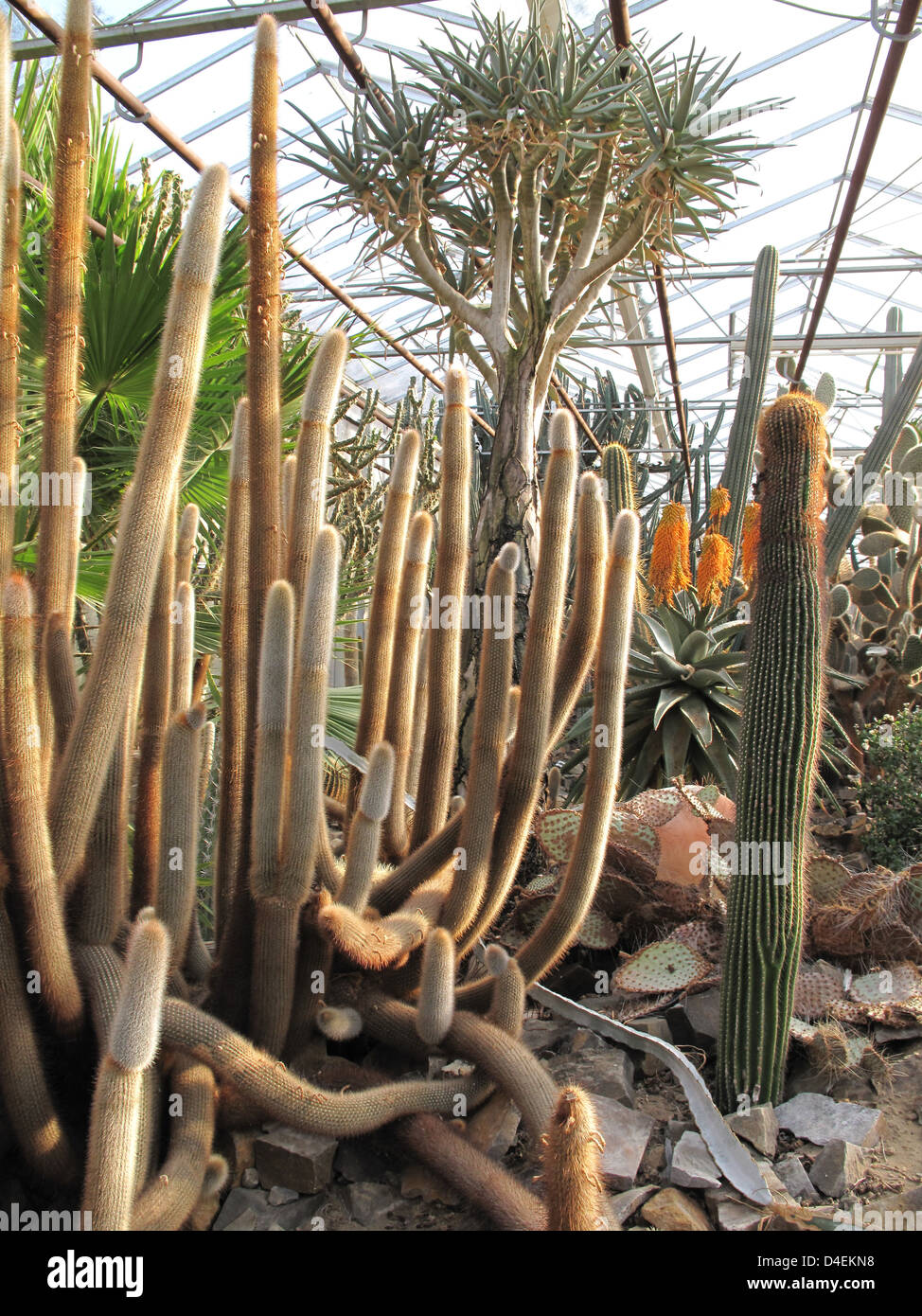 Cactus World, The Netherlands Stock Photo - Alamy