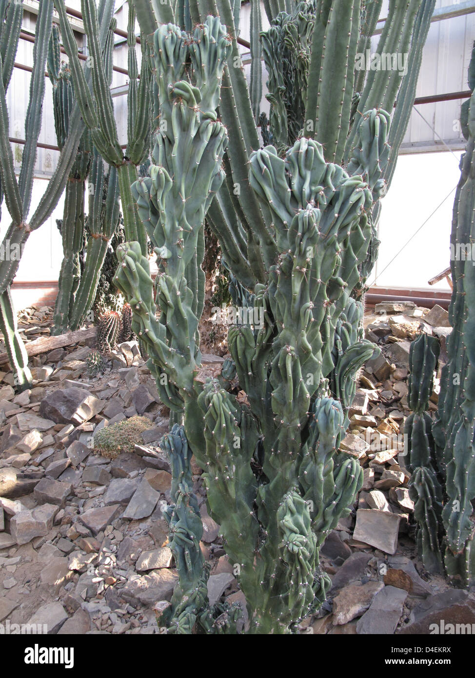 Cereus peruvianus 'Monstrosus' Stock Photo - Alamy