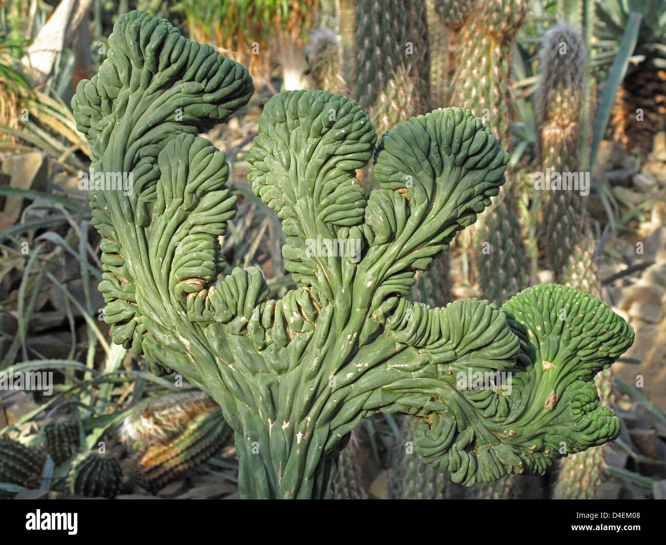 Peruvian cactus cereus peruvianus hi-res stock photography and images ...