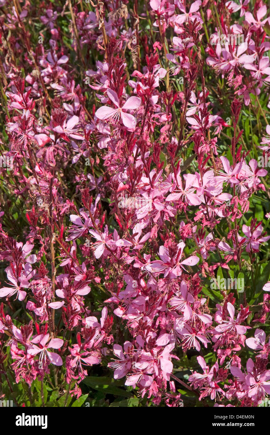 Gaura crimson butterflies hi-res stock photography and images - Alamy