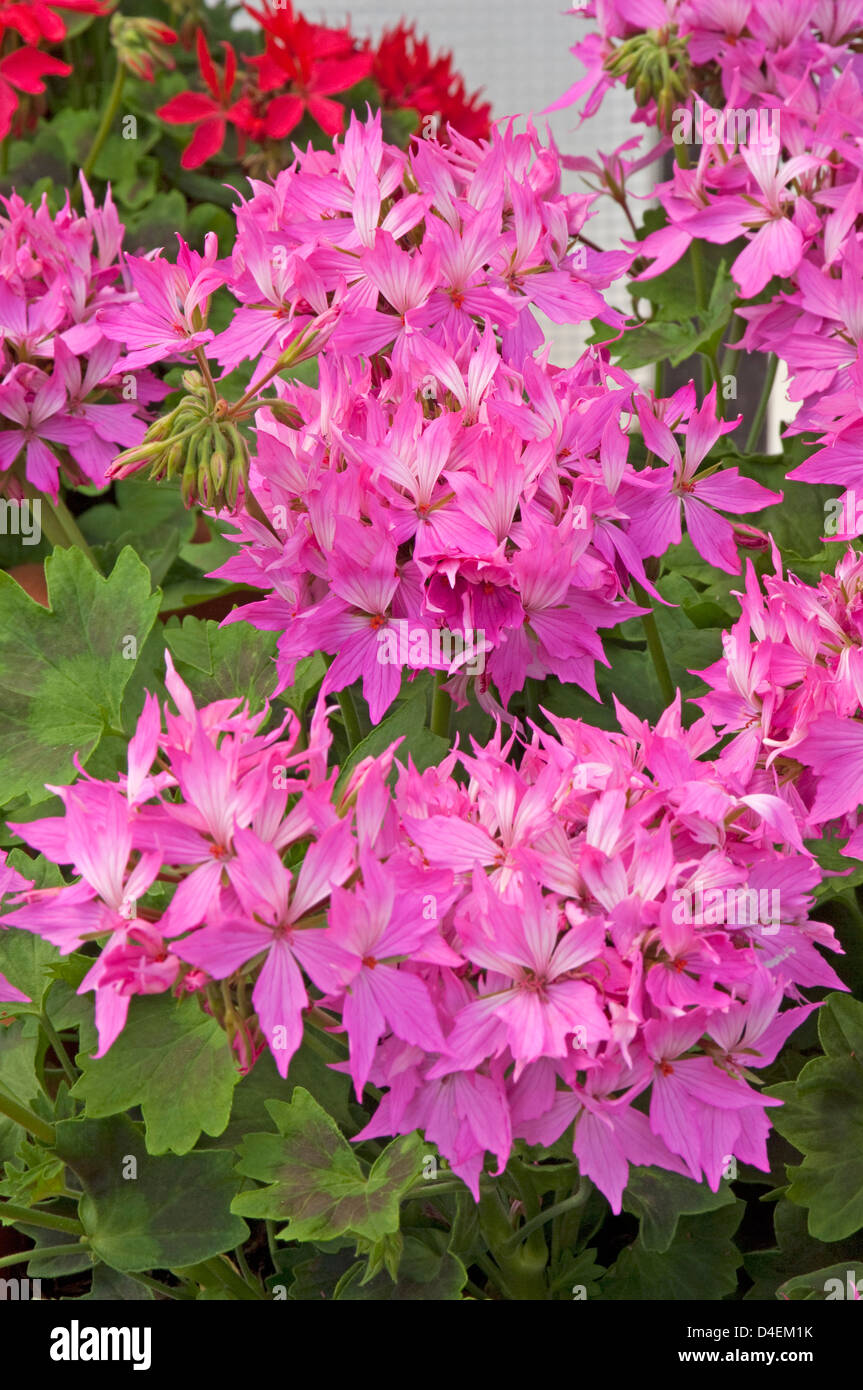 Geranium (Pelargonium) PAC (R) Fireworks (R) Pink Stock Photo - Alamy