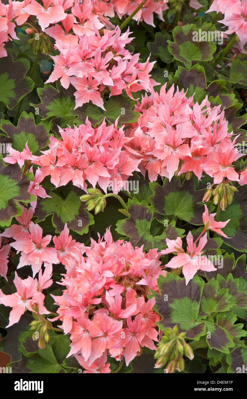 Geranium (Pelargonium) PAC (R) Fireworks (R) Salmon Stock Photo - Alamy