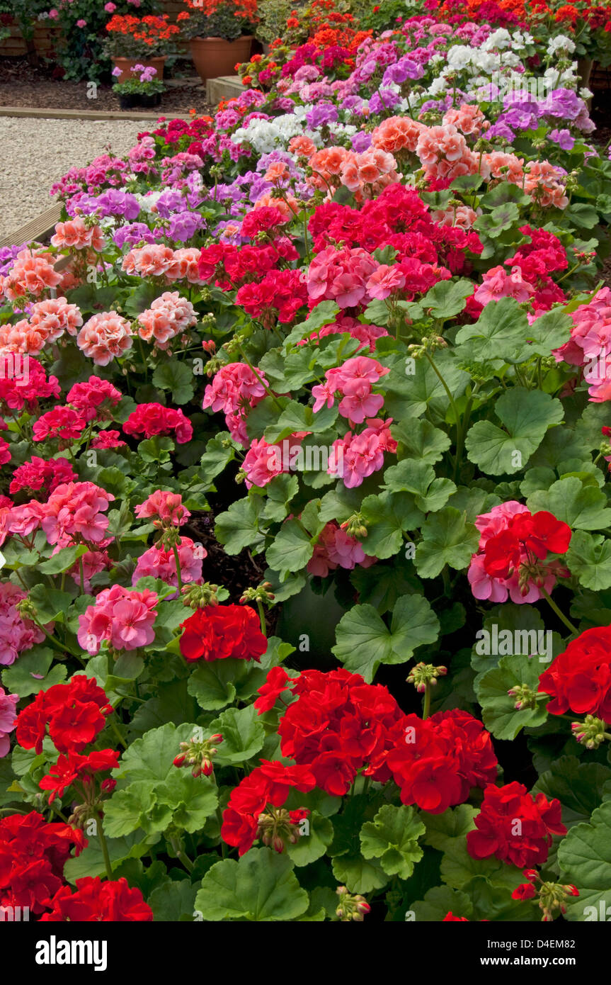 Geraniums Mixed (Pelargonium Stock Photo - Alamy