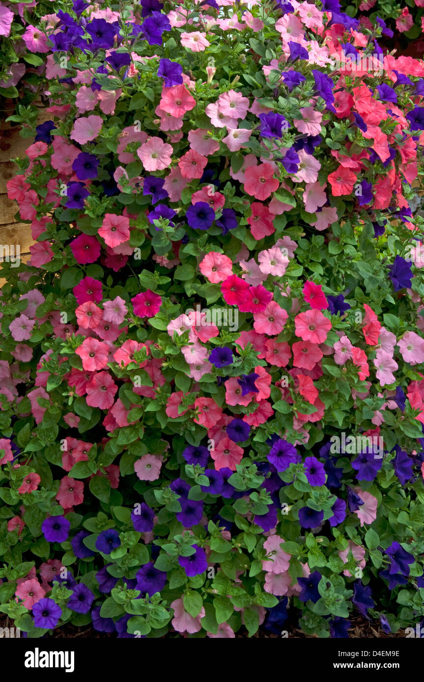 Wave petunias hi-res stock photography and images - Alamy
