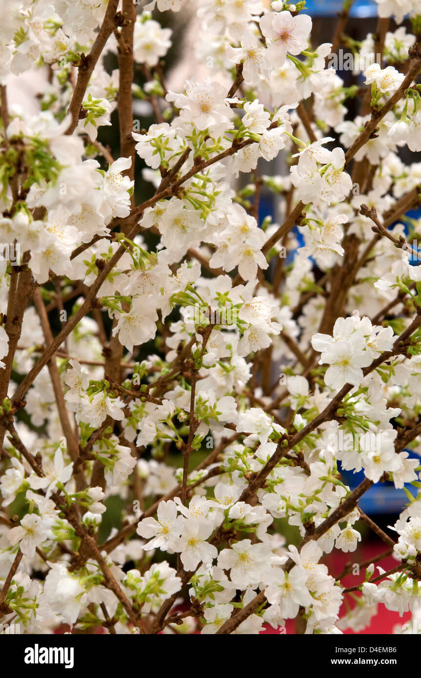 Prunus kurilensis 'Brilliant' Stock Photo - Alamy