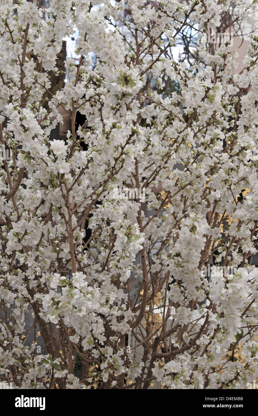 Prunus kurilensis 'Brilliant' Stock Photo - Alamy