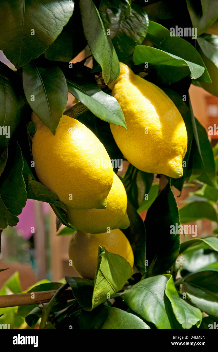 Lemons - Citrus limon Stock Photo - Alamy