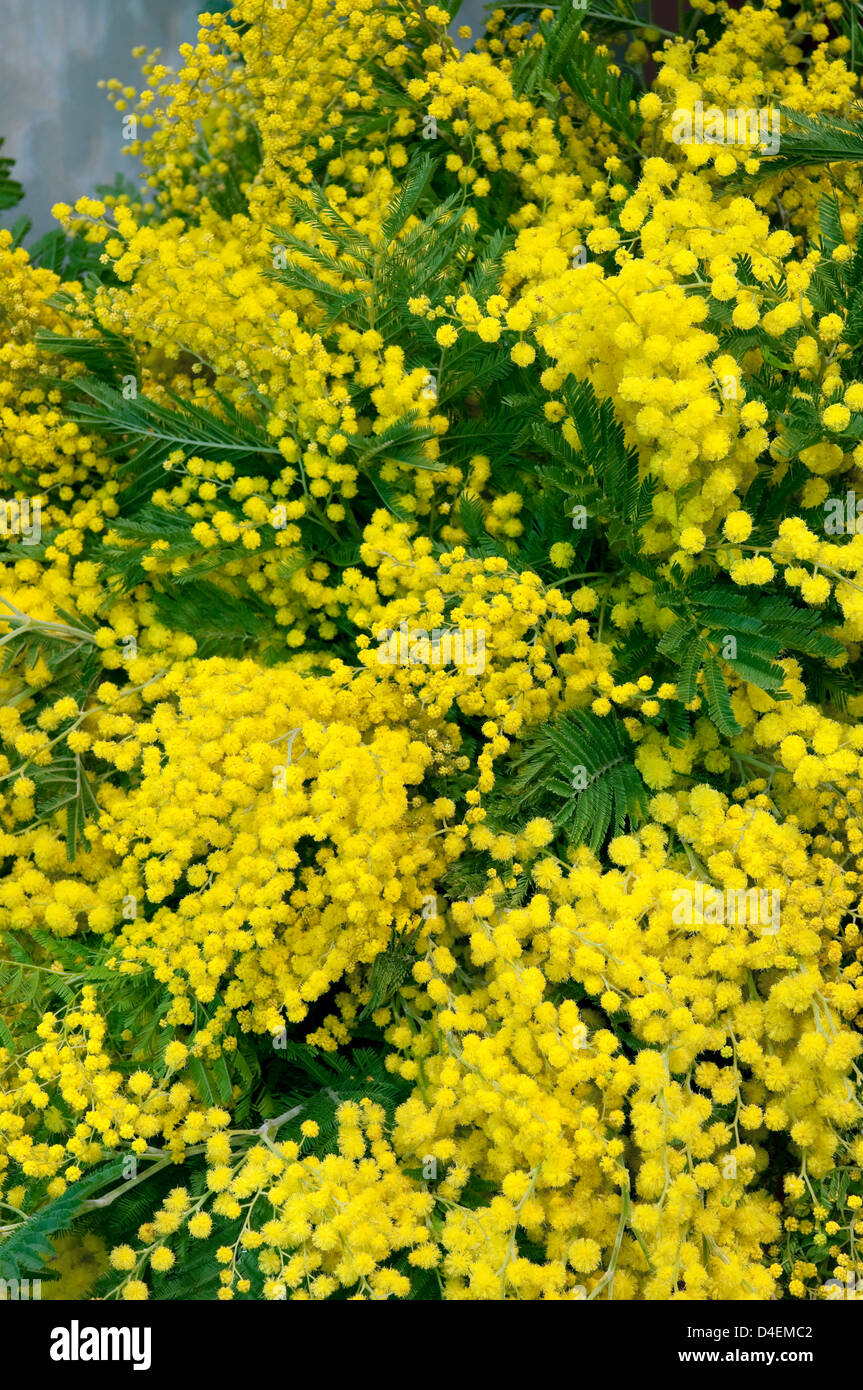 Mimosa - Acacia dealbata Stock Photo - Alamy