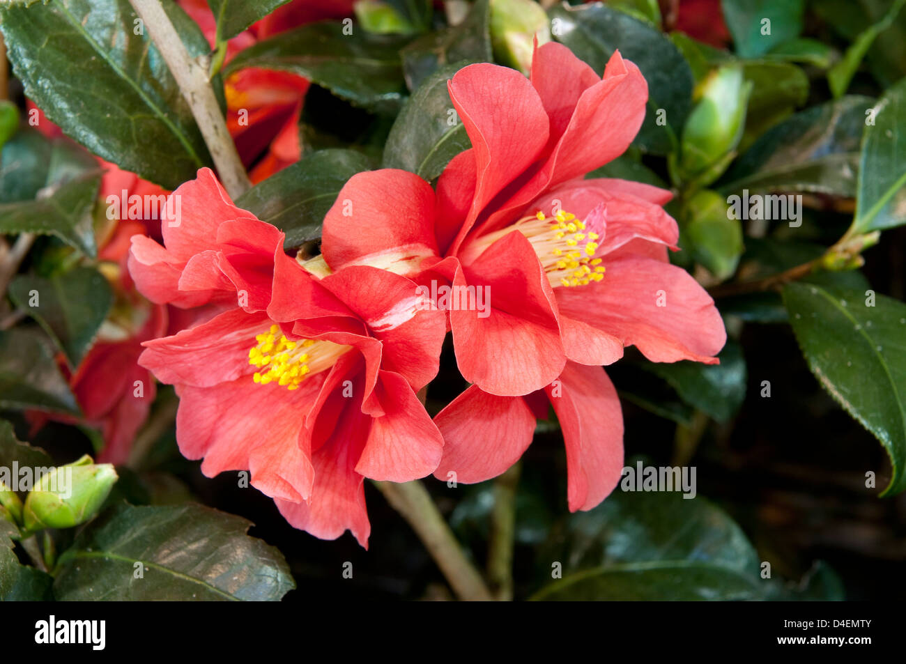 Camellia freedom bell hi-res stock photography and images - Alamy