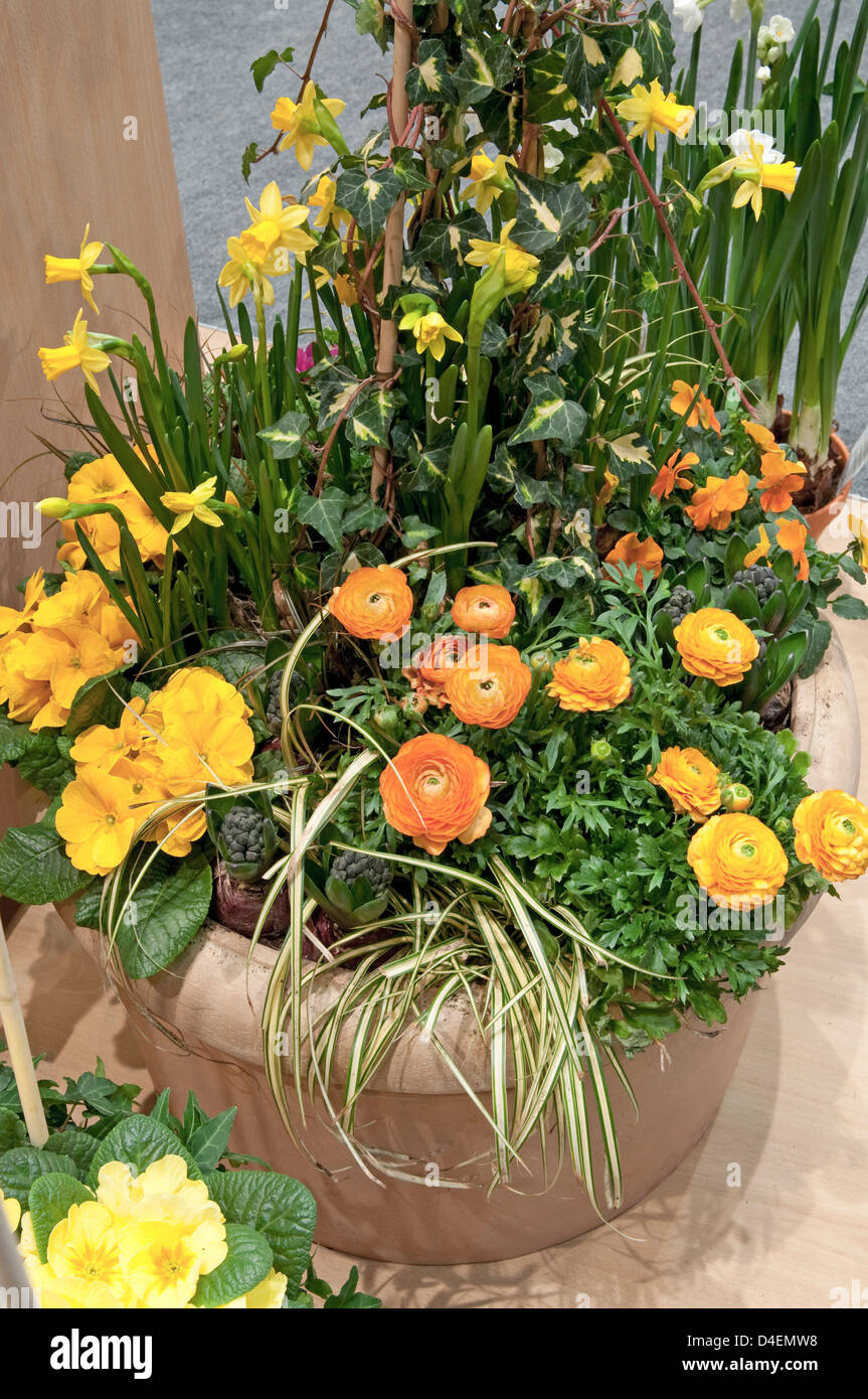 Colour themed container plants sheltered spot on Patio Ranunculus ...
