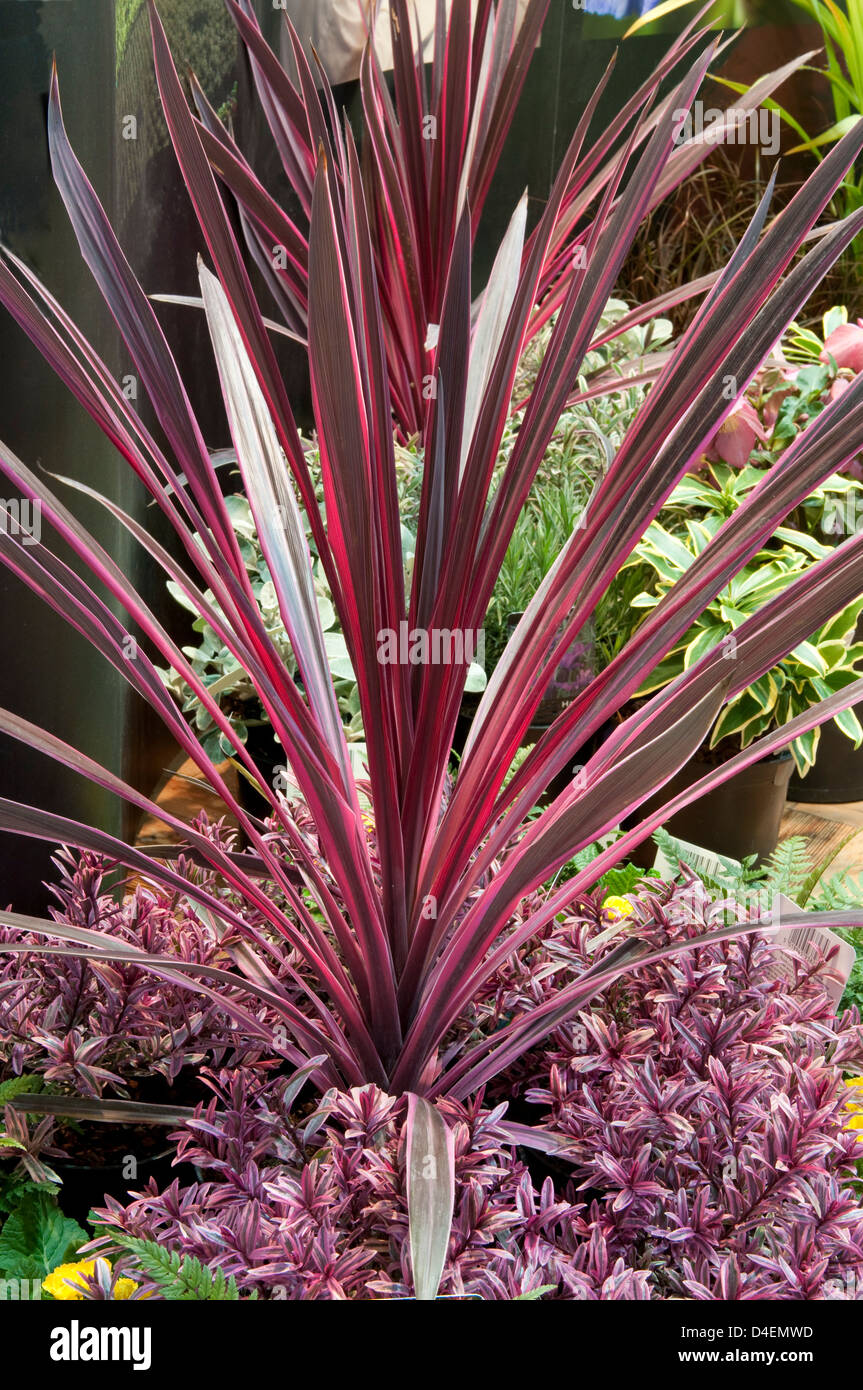 Cordyline 'Pink Passion' Stock Photo - Alamy