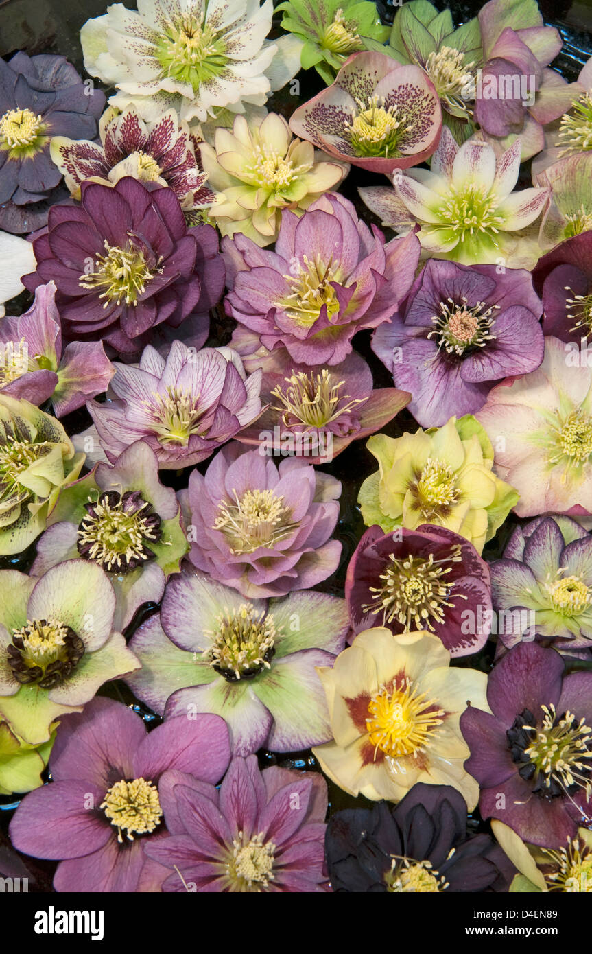 Helleborus x hybridus mixed Stock Photo - Alamy