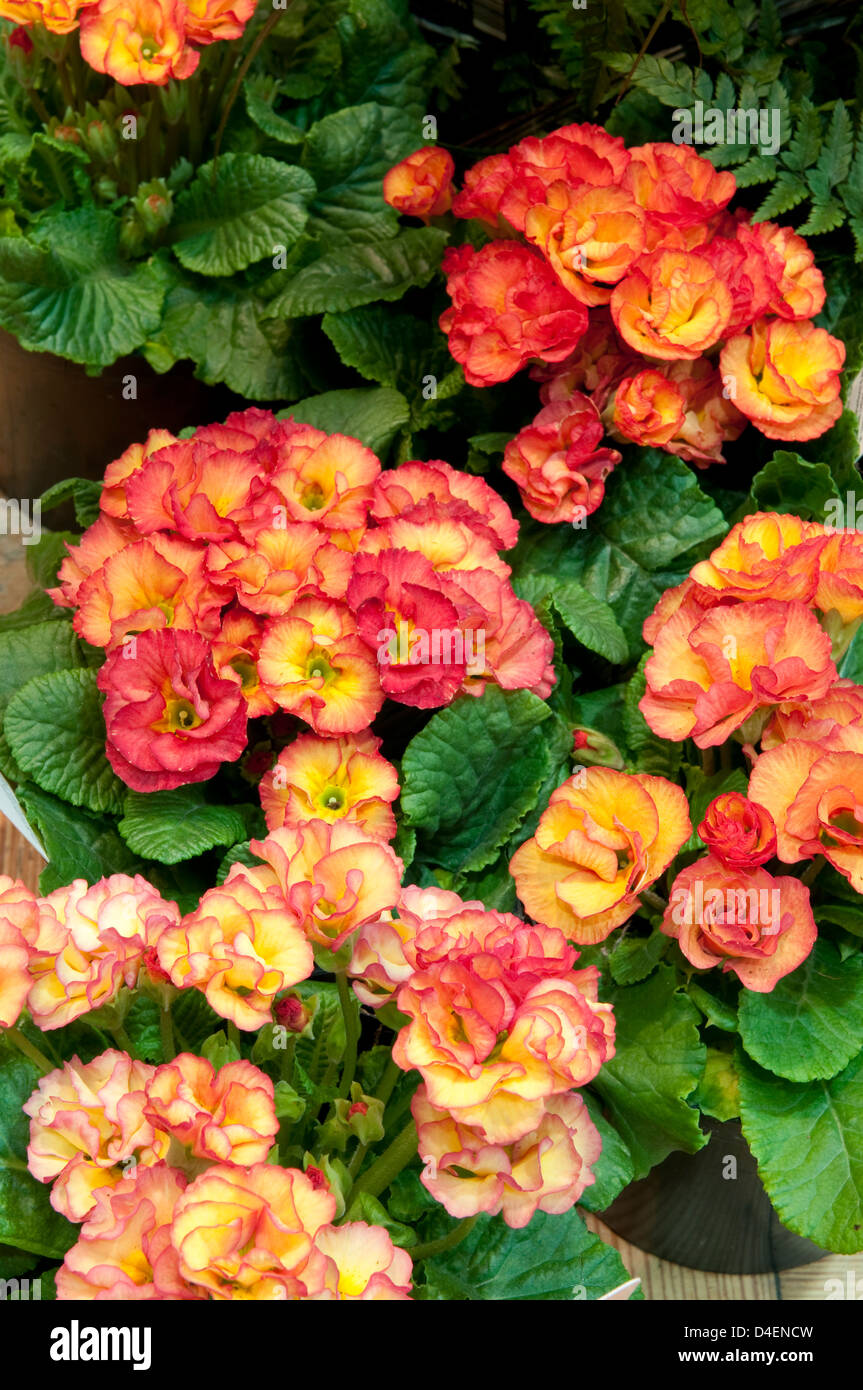 Primula 'Primulet Sunrise'. Scented Winter colour from this Primula ...