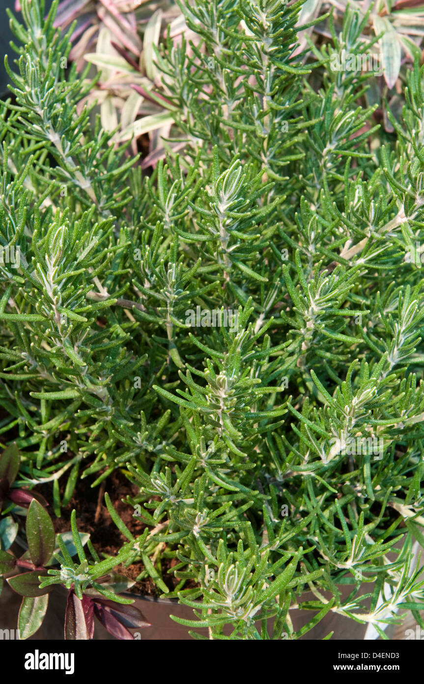 Rosmarinus officinalis 'Roman Beauty' Stock Photo - Alamy
