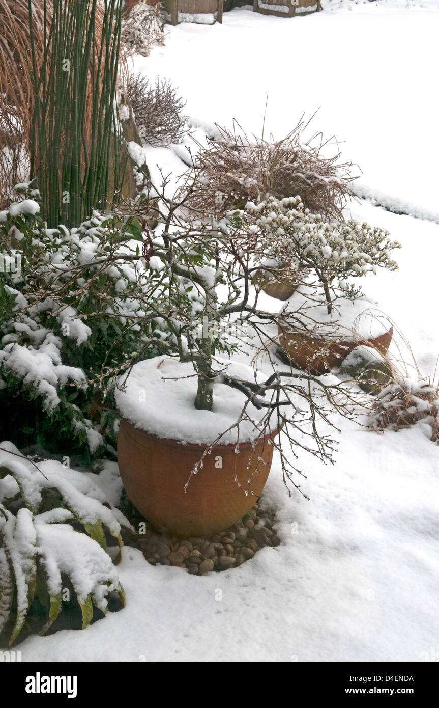 Shrubs of Acer and Azalea with Winter snowfall Stock Photo - Alamy
