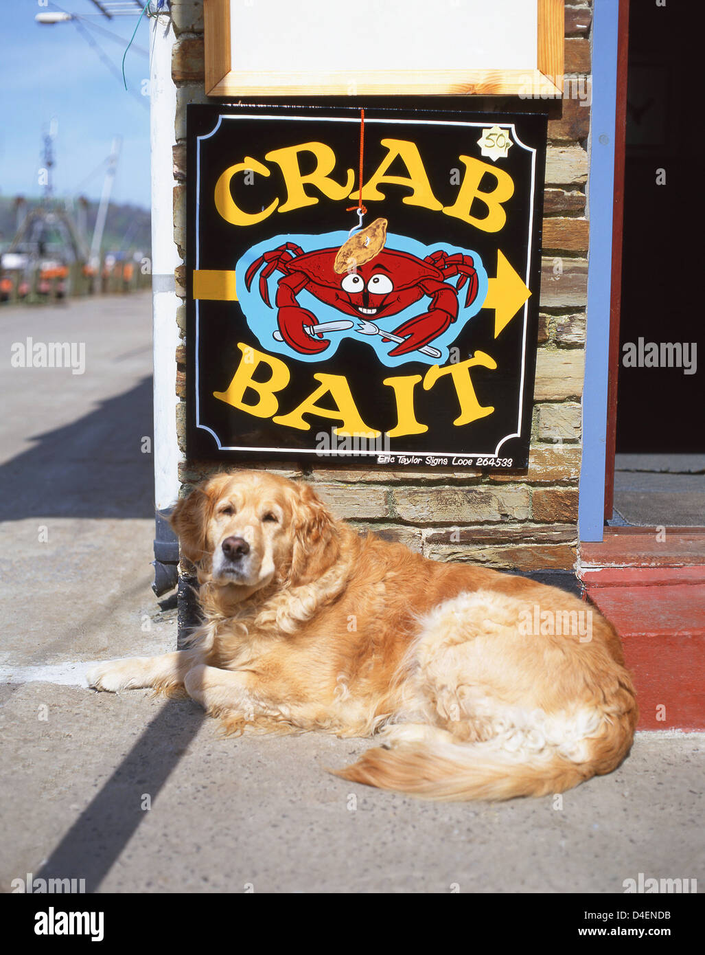 Dog resting by 'crab bait' sign in harbour, Looe, Cornwall, England ...