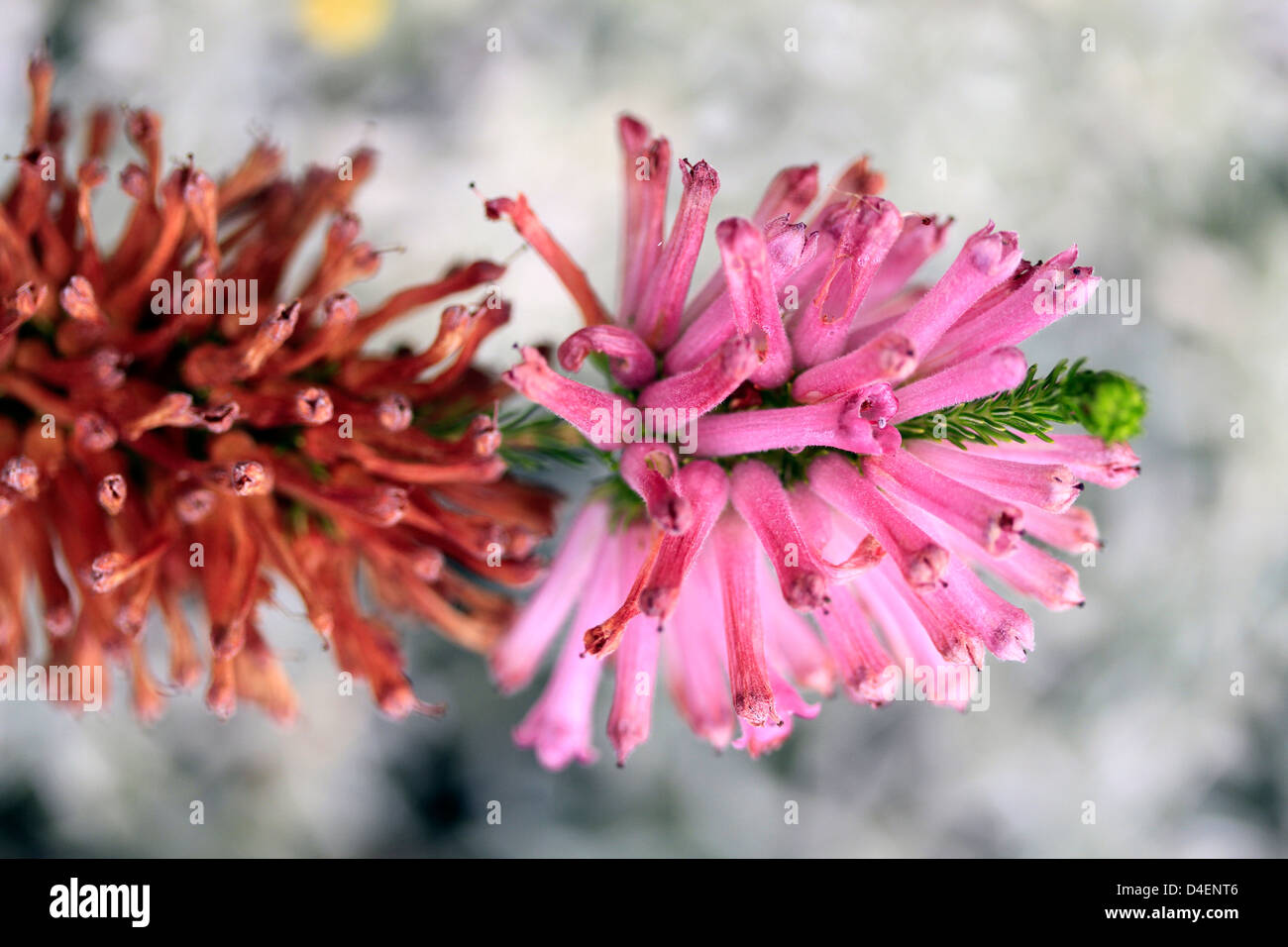 Erica species hi-res stock photography and images - Alamy