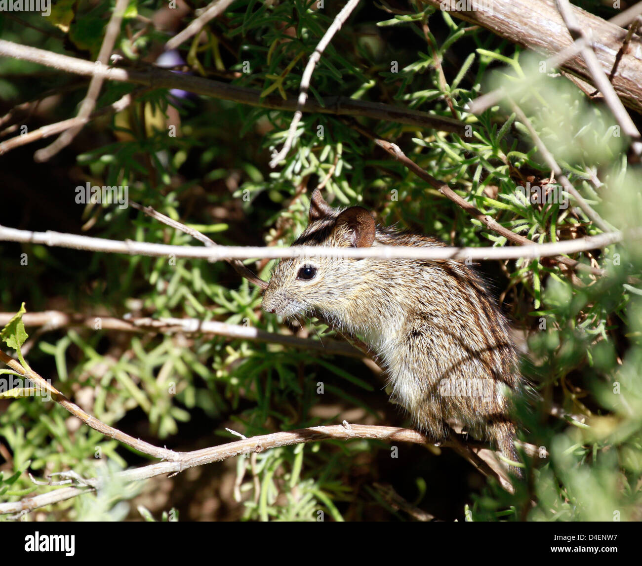 Rhabdomys pumilio (Four-striped grass mouse, Striped field mouse ...