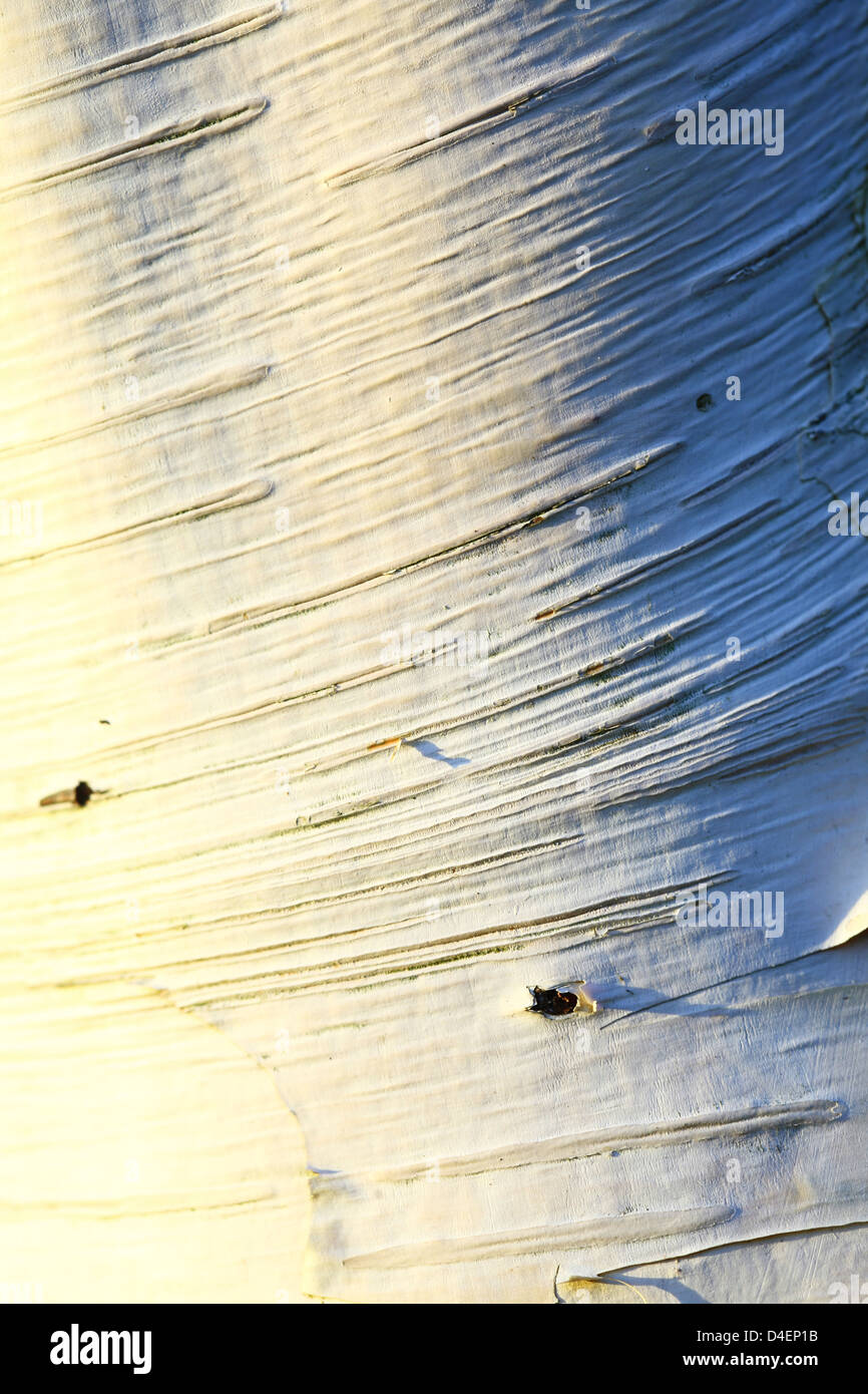 Betula pendula. Texture of birch bark, background Stock Photo - Alamy