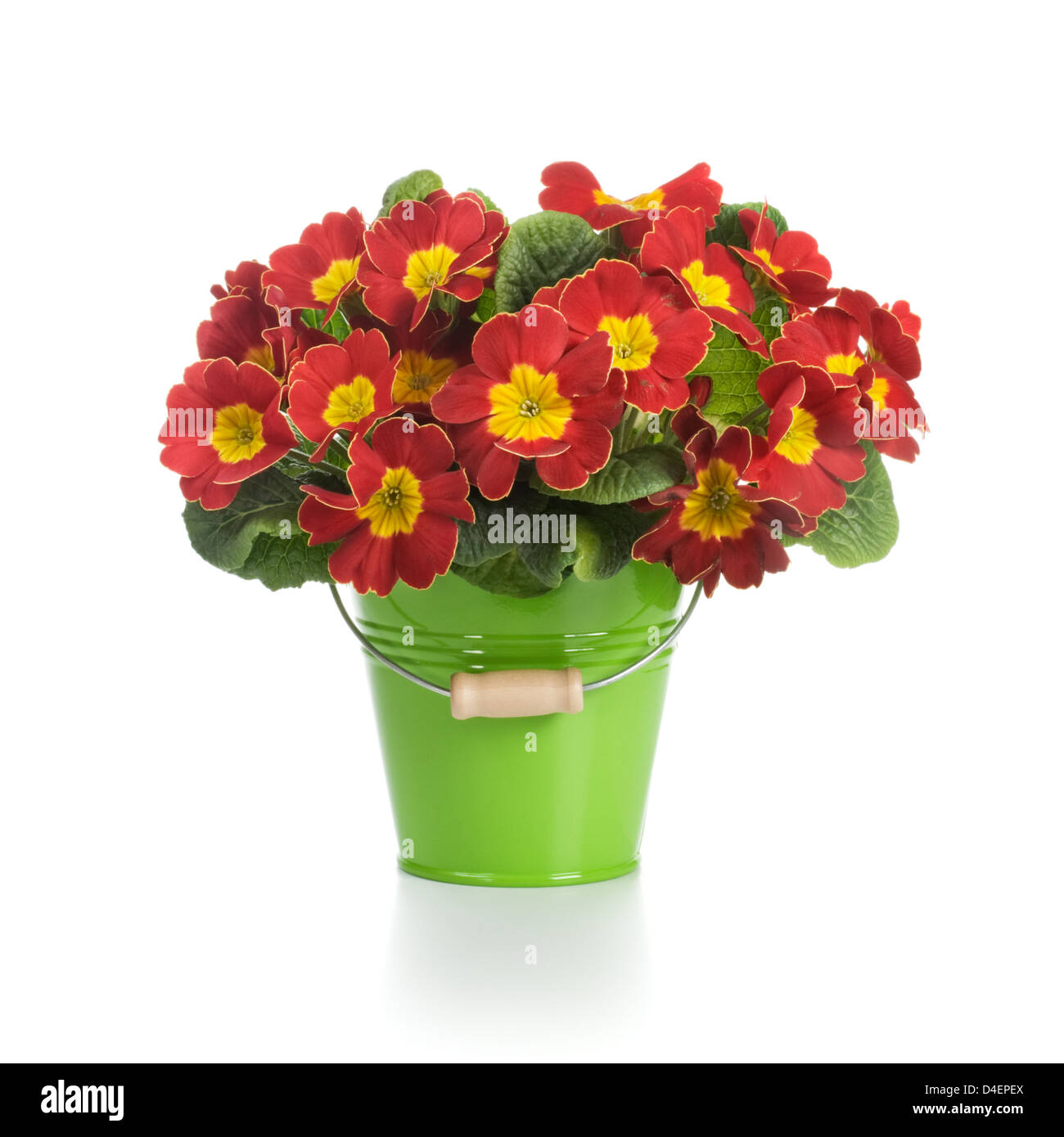 Small bucket of red primrose flowers on white background Stock Photo ...
