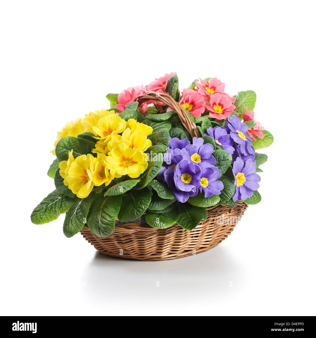 Basket full of colorful primrose flowers on white background Stock ...