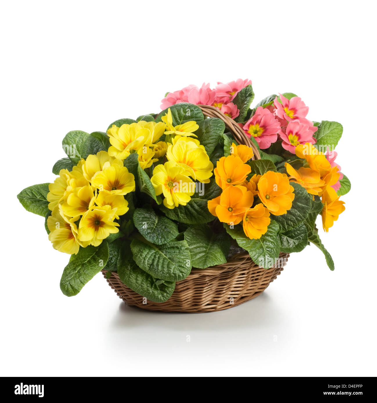 Basket full of colorful primula flowers on white background Stock Photo ...