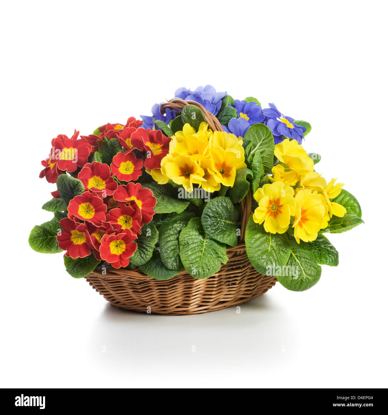 Basket full of spring primula flowers on white background Stock Photo ...