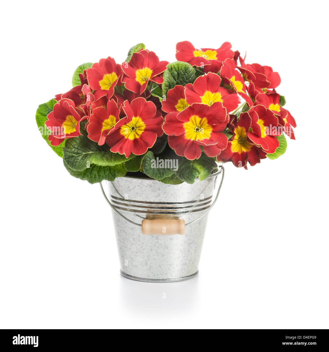 Red primroses in small metal bucket on white background Stock Photo - Alamy