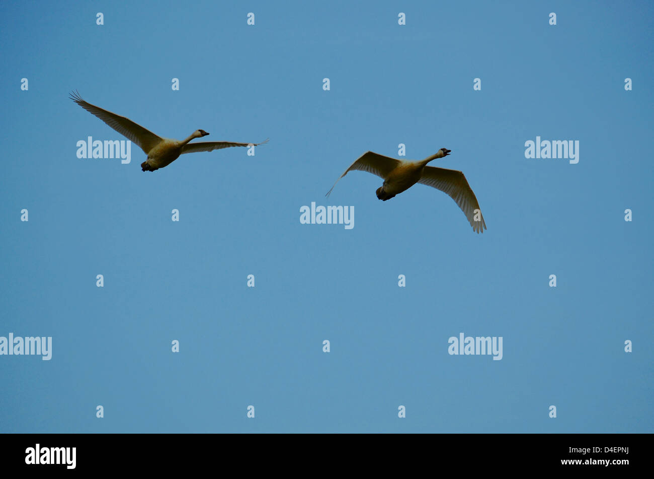 Honking geese hi-res stock photography and images - Alamy