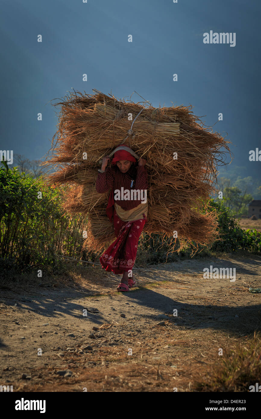 Farmers of nepal hi-res stock photography and images - Alamy