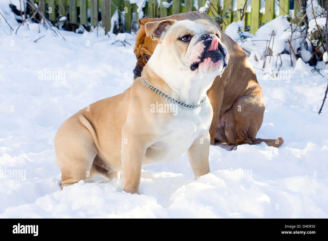 British Bulldog in the Snow Stock Photo - Alamy