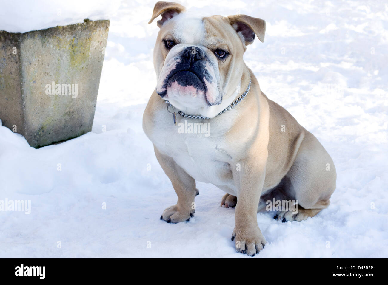 Bulldogs In Snow