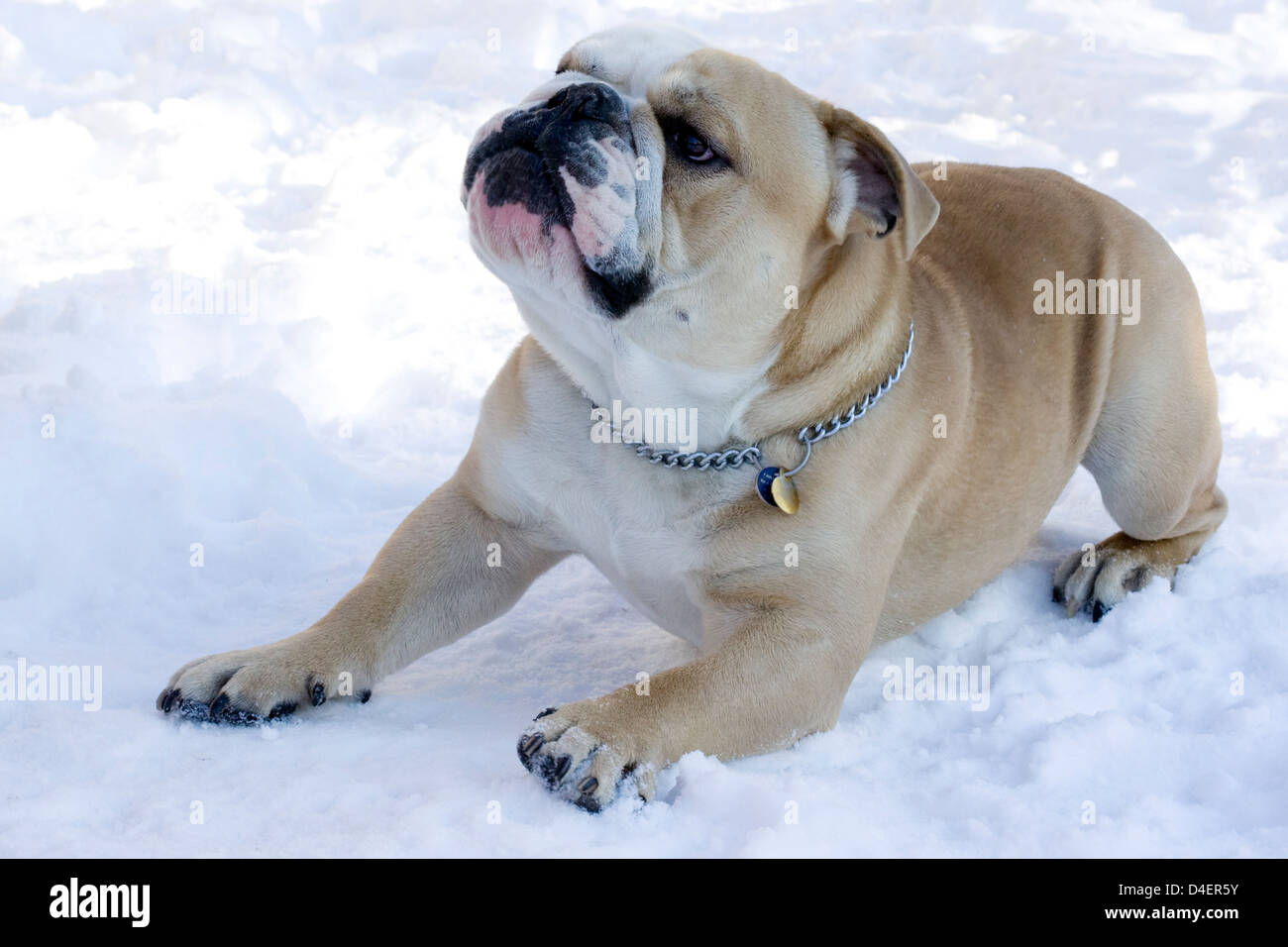 British Bulldog in the Snow Stock Photo - Alamy