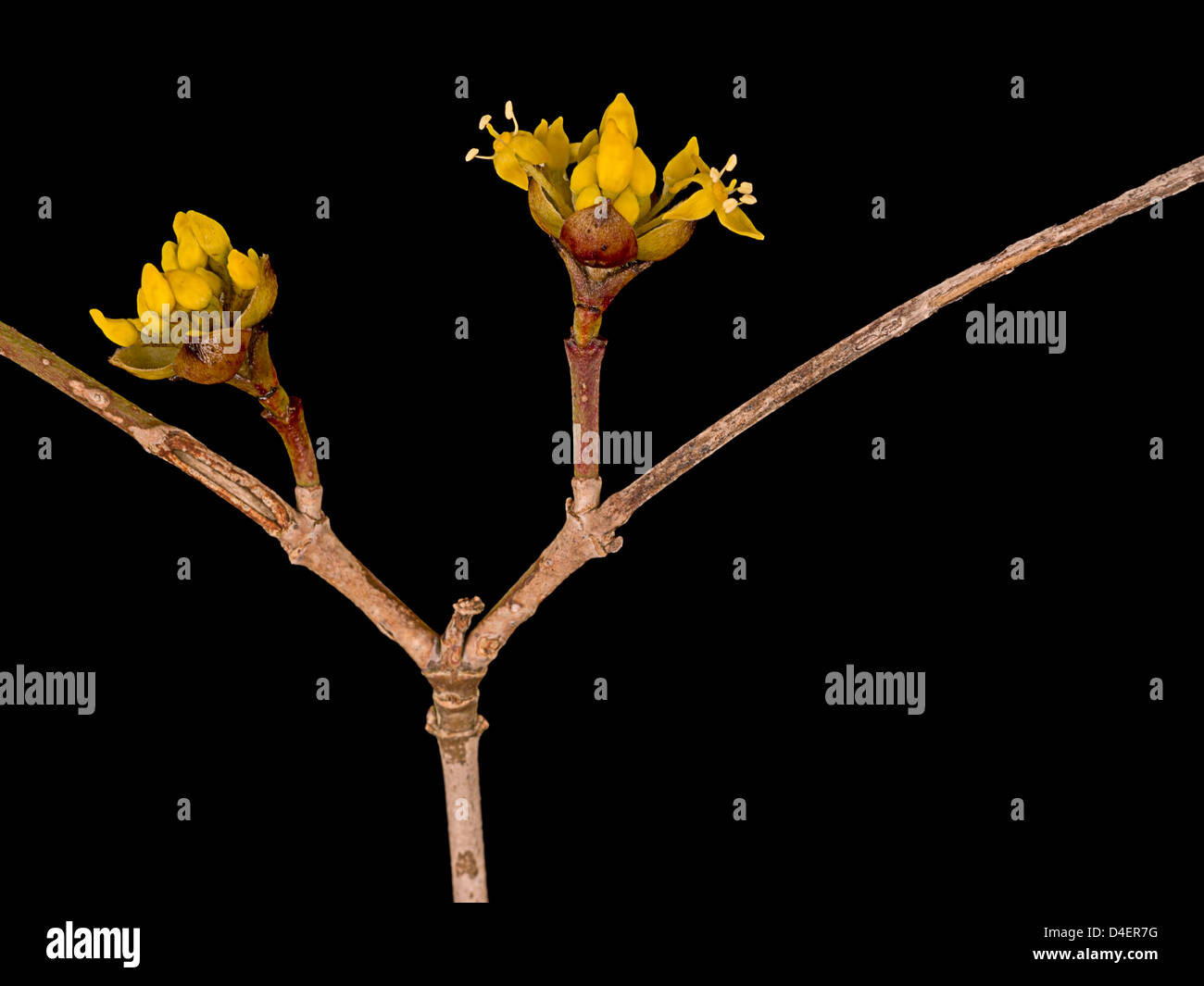 Cornus mas aka Cornelian cherry aka European cornel - blossom in spring ...