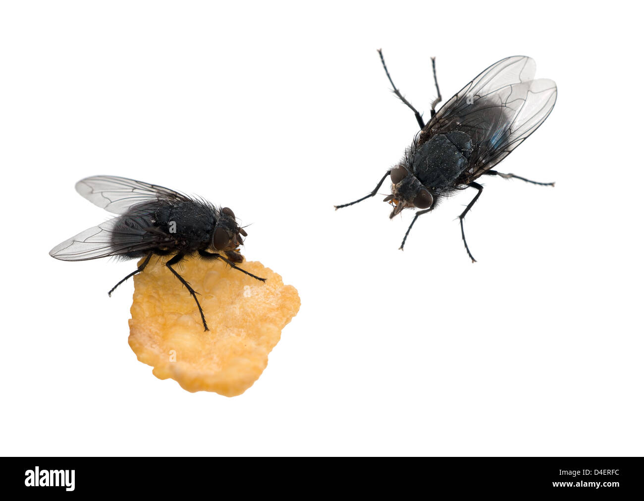 Black flies cutout hi-res stock photography and images - Alamy