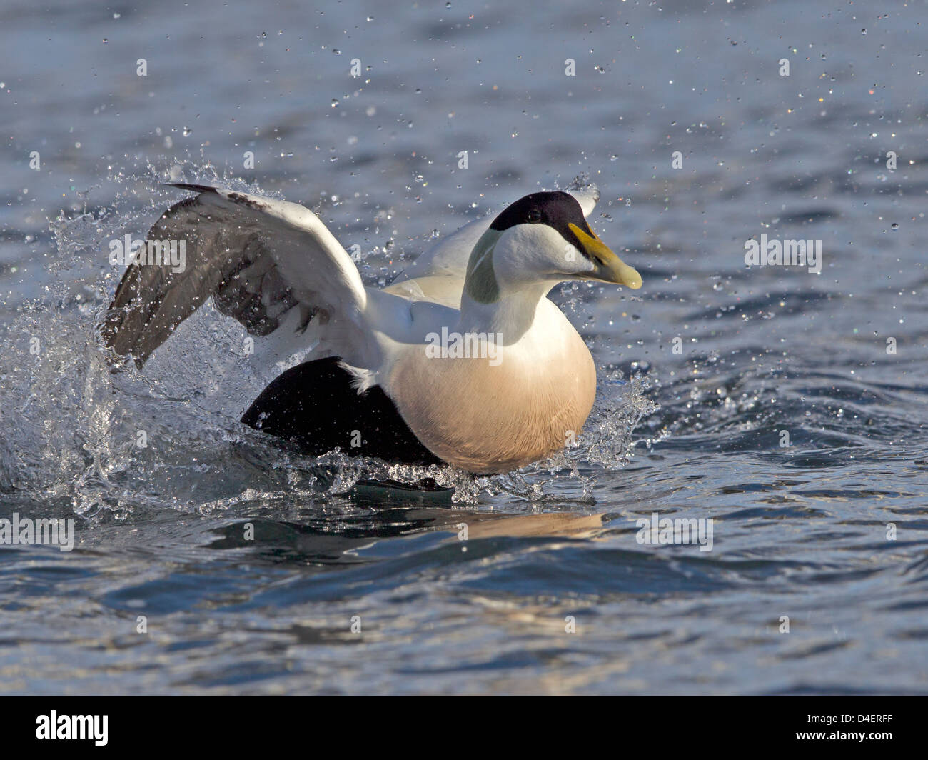 Male common eider in sea taking off Stock Photo - Alamy