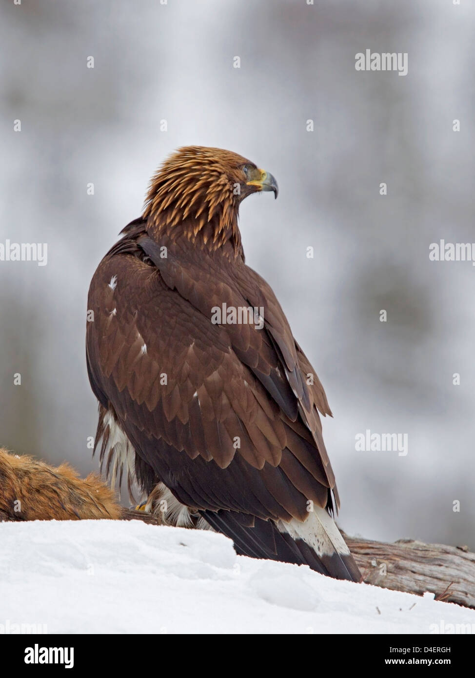 Golden eagle perched in snow Stock Photo - Alamy