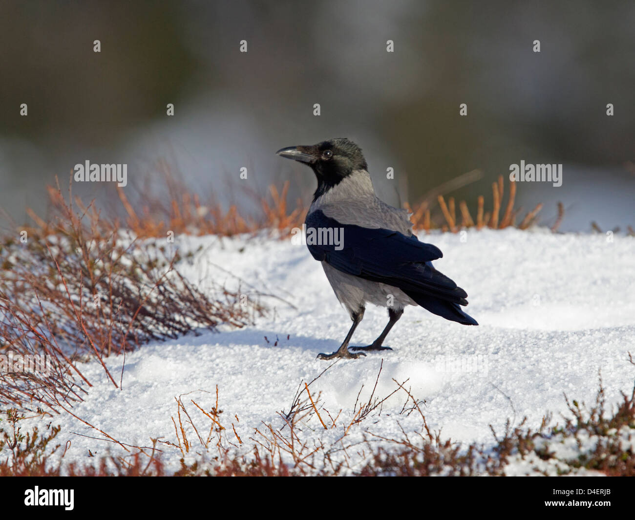 Hooded crow on ground in snow Stock Photo - Alamy