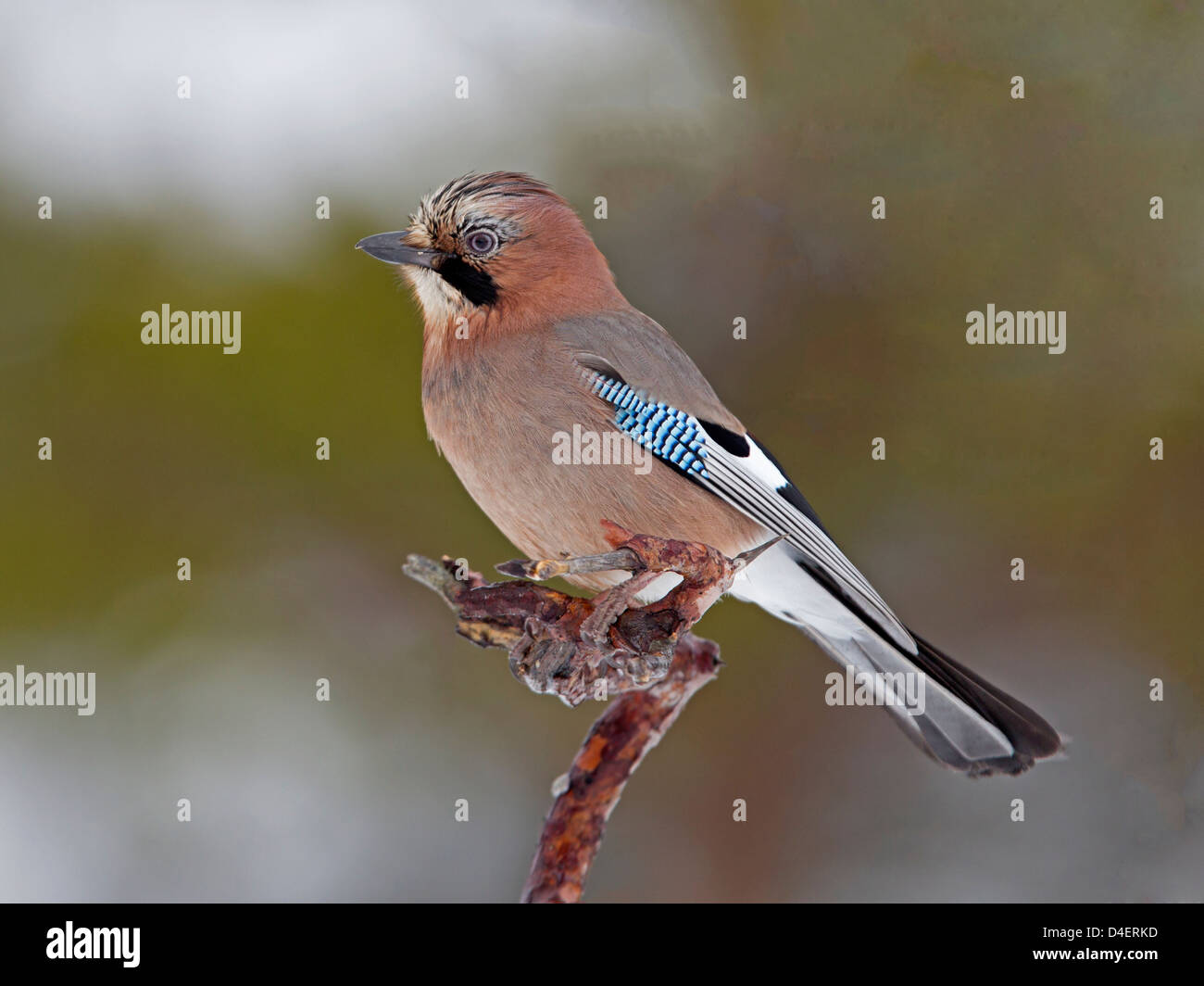 Jay hi-res stock photography and images - Alamy