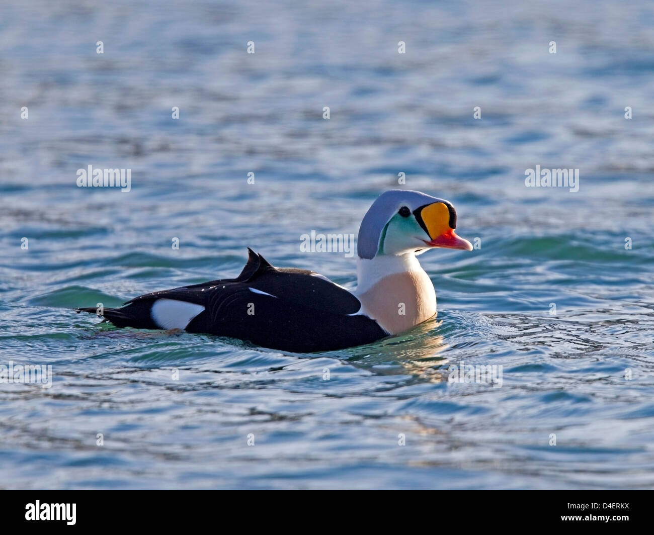 King eider hi-res stock photography and images - Alamy