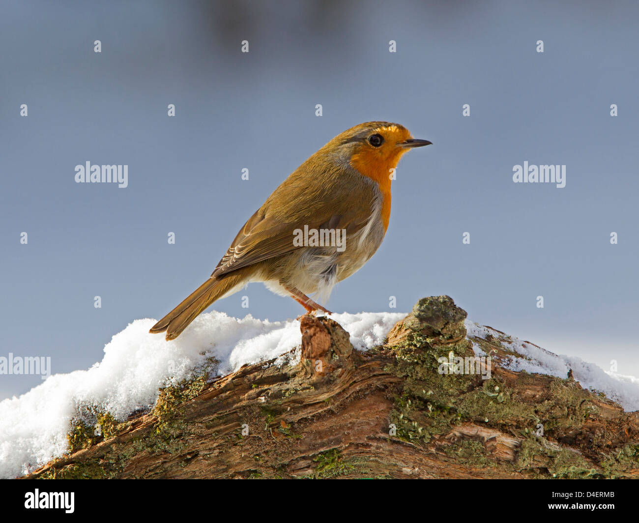 European robin perched on snow covered log Stock Photo - Alamy