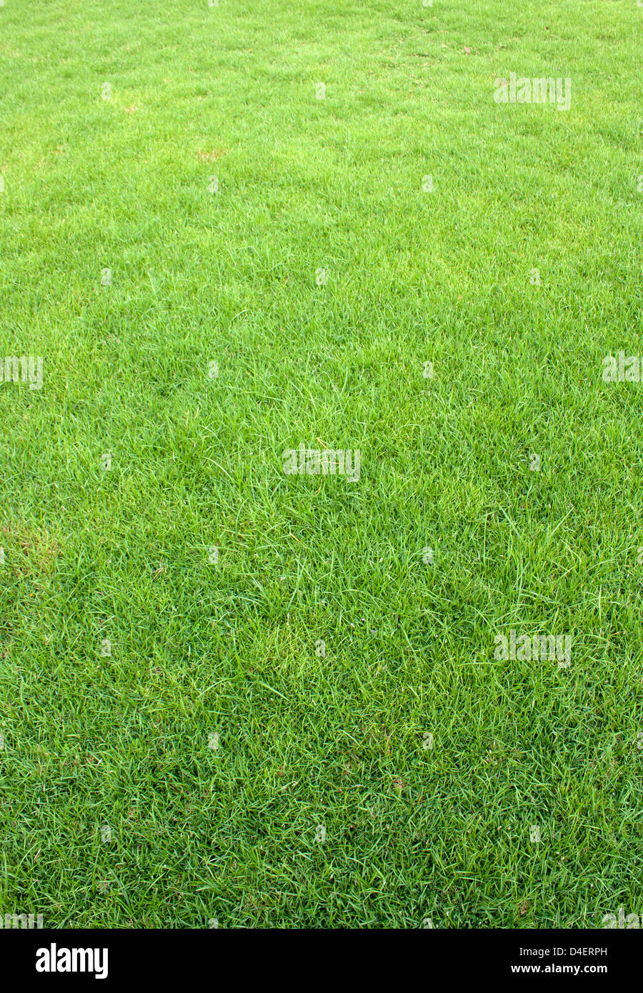 Green grass background texture turf golf courses Stock Photo - Alamy