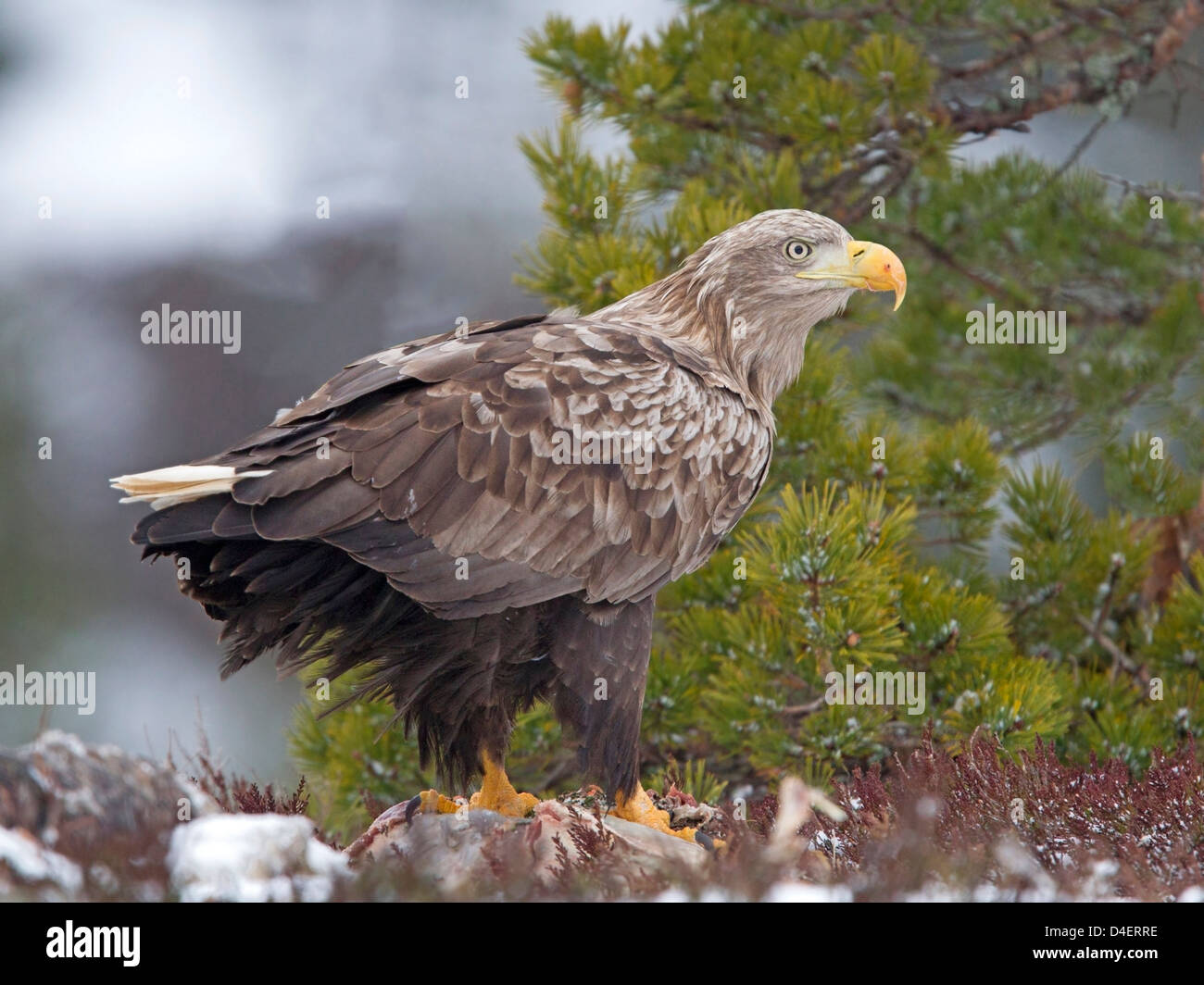 White Tailed Sea Eagle