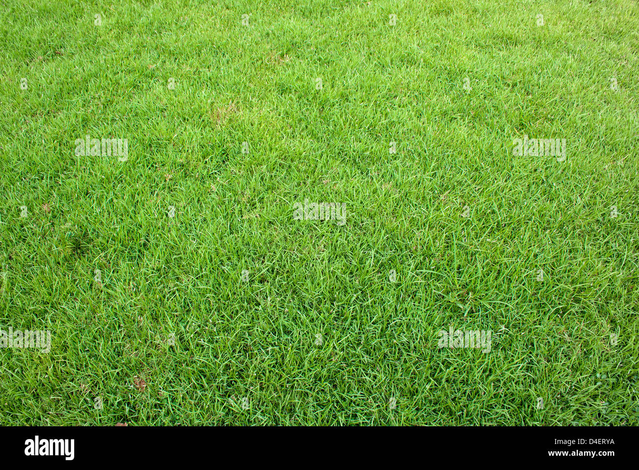 Golf grass green texture hi-res stock photography and images - Alamy