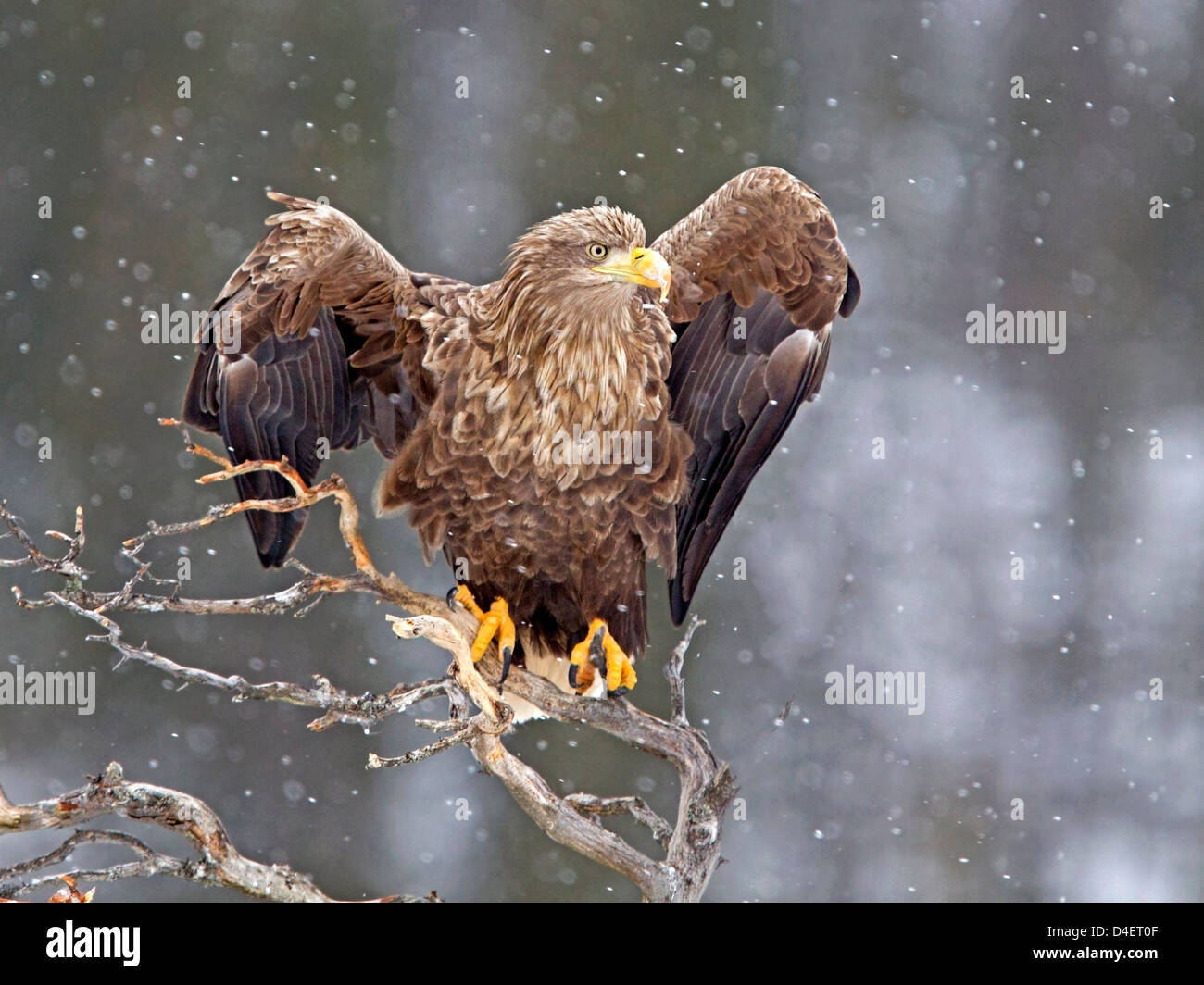 White-tailed sea eagle wings raised in snow storm Stock Photo - Alamy