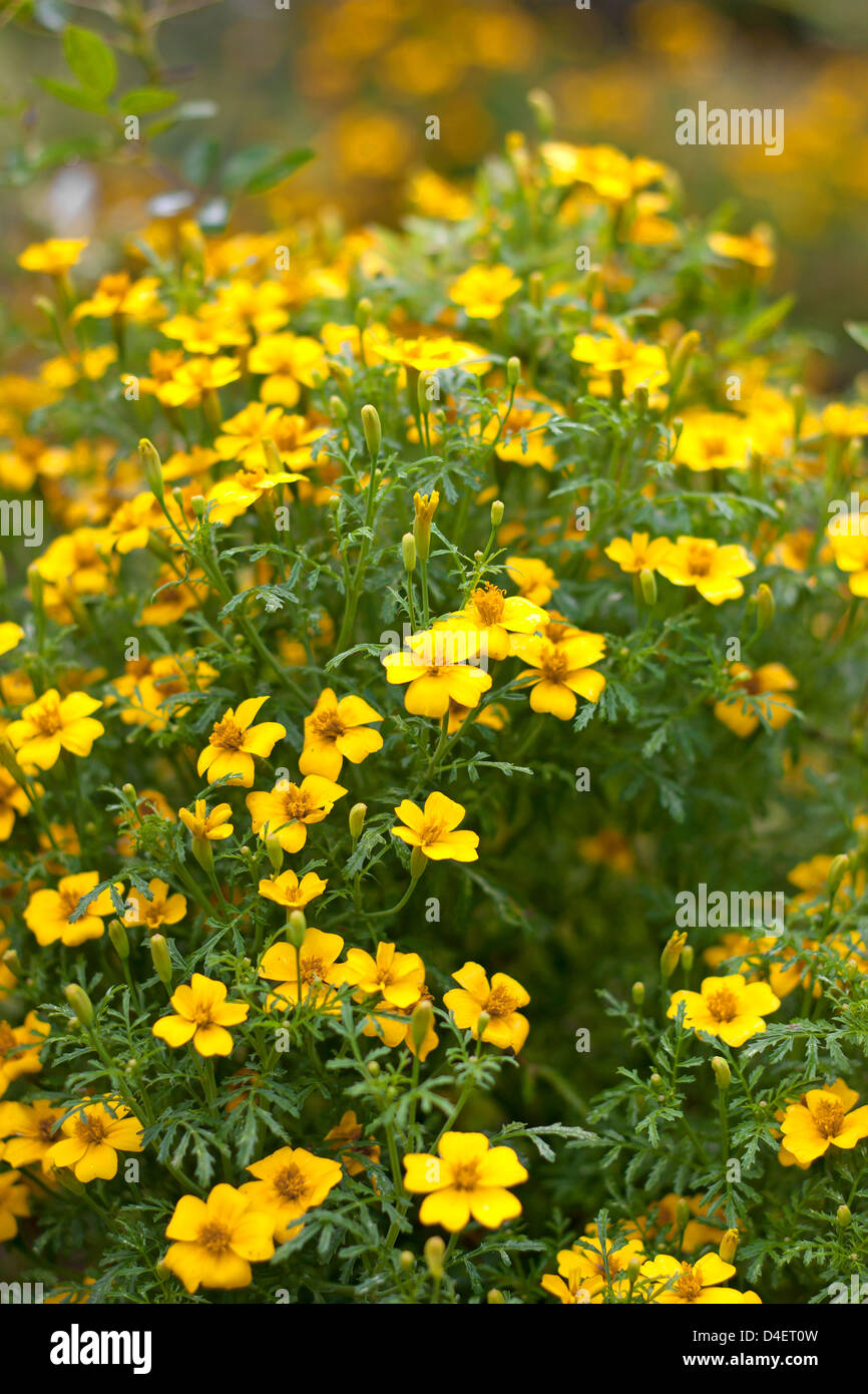 Yellow flowers in the garden in the sun Stock Photo - Alamy